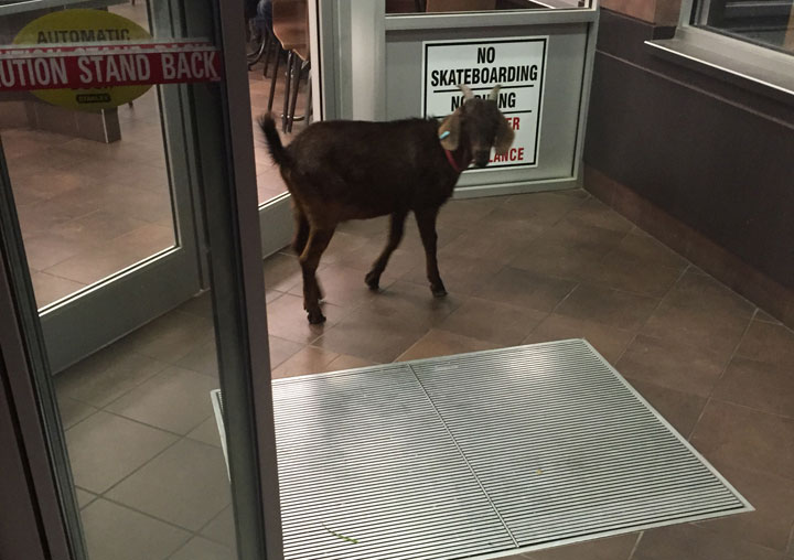 Goat refuses to leave Sask. Tim Hortons, gets ‘arrested’ by RCMP ...