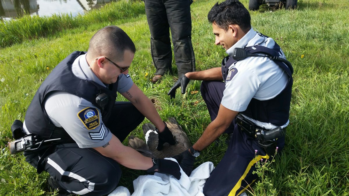 Canada goose rescued after two weeks with arrow through its body ...