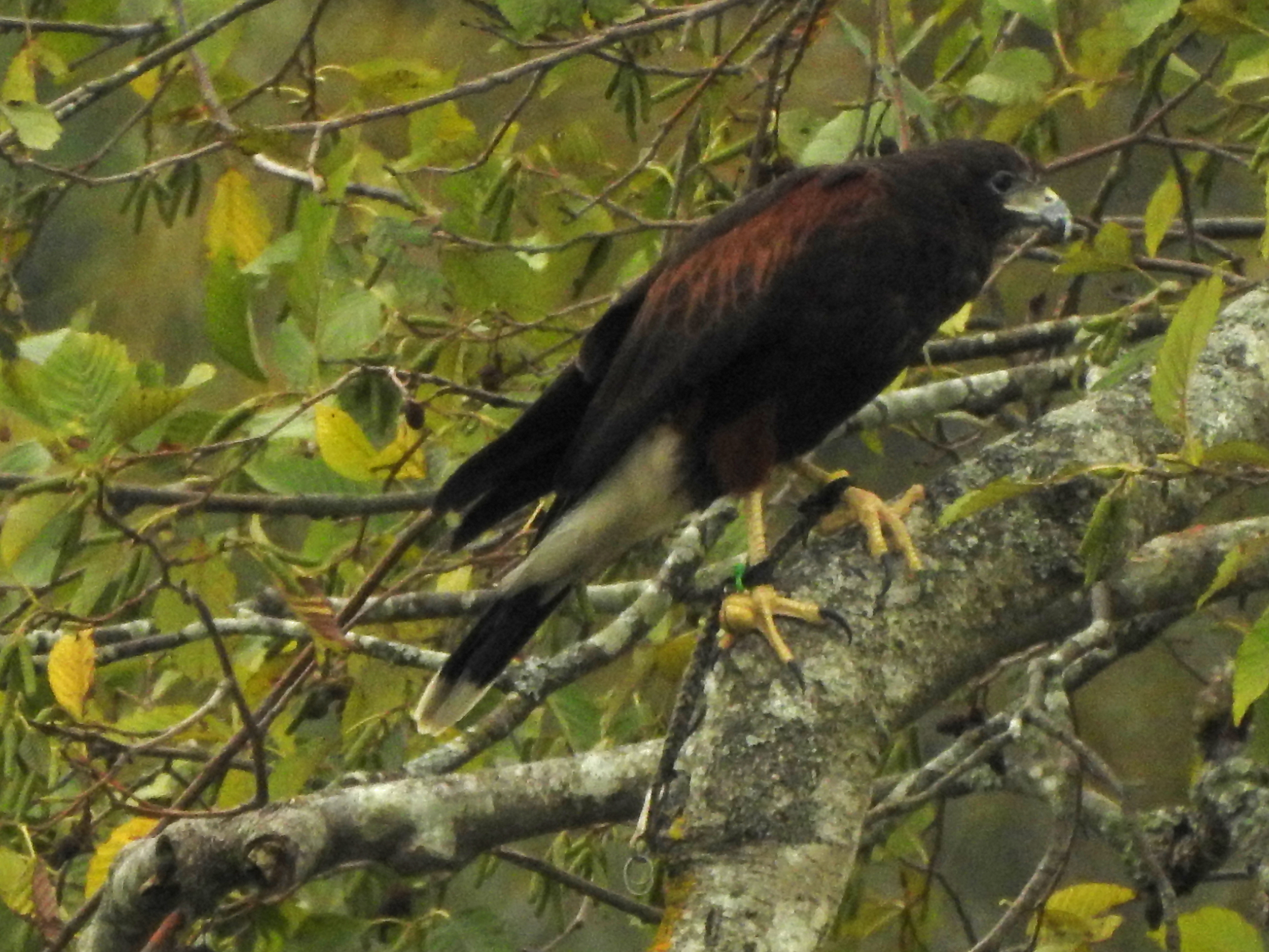Rare Harris Hawk sighted in Langley - BC | Globalnews.ca