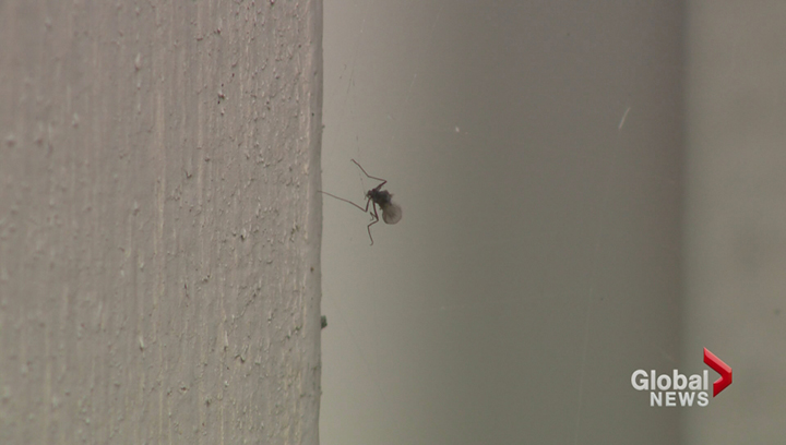 Clouds of midges overcome Toronto - Toronto | Globalnews.ca