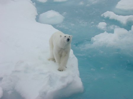 Startling image of emaciated polar bear: Sign of climate change ...