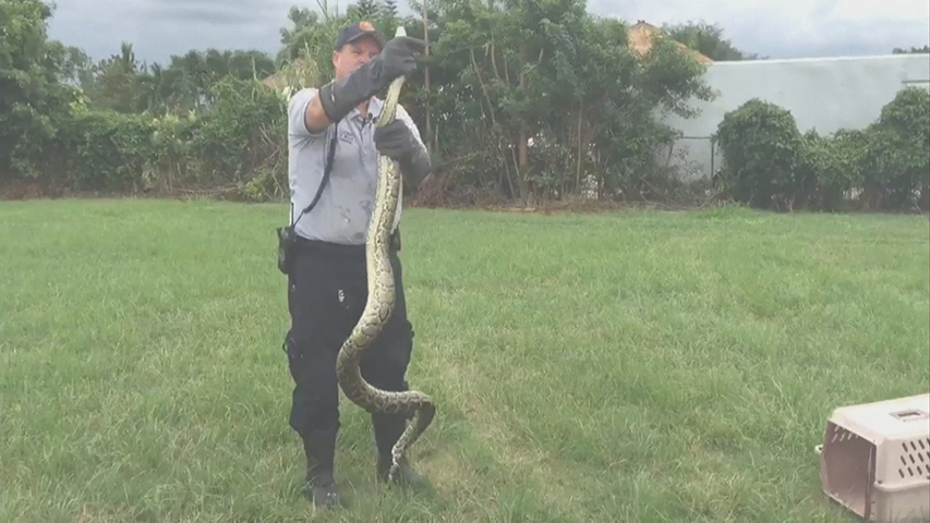 8-foot python found nestled in clothes at Miami flea market - National ...