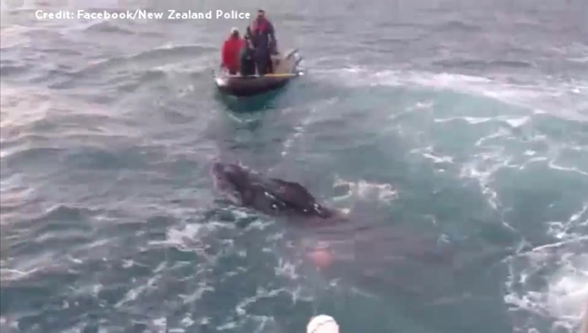 Baby whale rescued after getting tangled in buoy lines off New Zealand ...