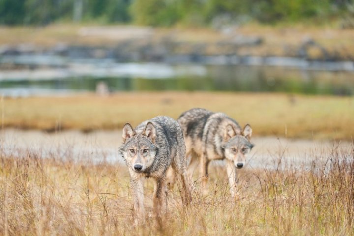 UPDATE: Photo of B.C. sea wolf honoured by National Geographic ...