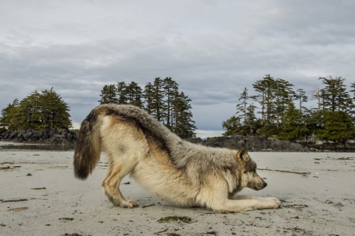 UPDATE: Photo of B.C. sea wolf honoured by National Geographic ...