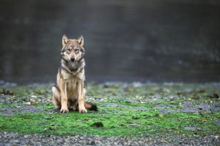 UPDATE: Photo of B.C. sea wolf honoured by National Geographic ...