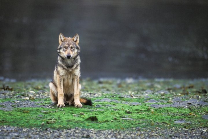 UPDATE: Photo of B.C. sea wolf honoured by National Geographic ...