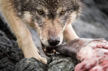 UPDATE: Photo of B.C. sea wolf honoured by National Geographic ...