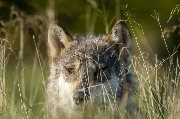 UPDATE: Photo of B.C. sea wolf honoured by National Geographic ...