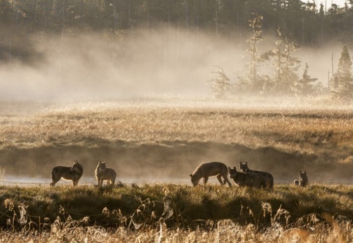 UPDATE: Photo of B.C. sea wolf honoured by National Geographic ...