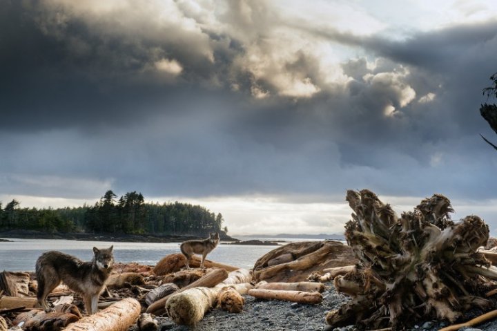 UPDATE: Photo of B.C. sea wolf honoured by National Geographic ...