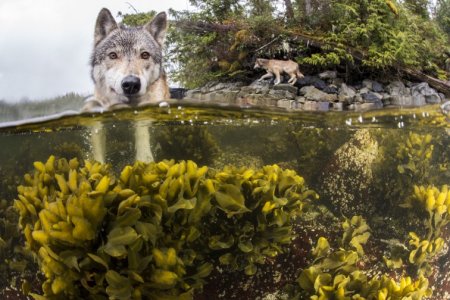 UPDATE: Photo of B.C. sea wolf honoured by National Geographic ...