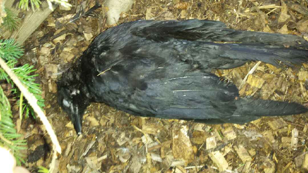 Birds shot and killed at Alberta wildlife rehabilitation centre ...