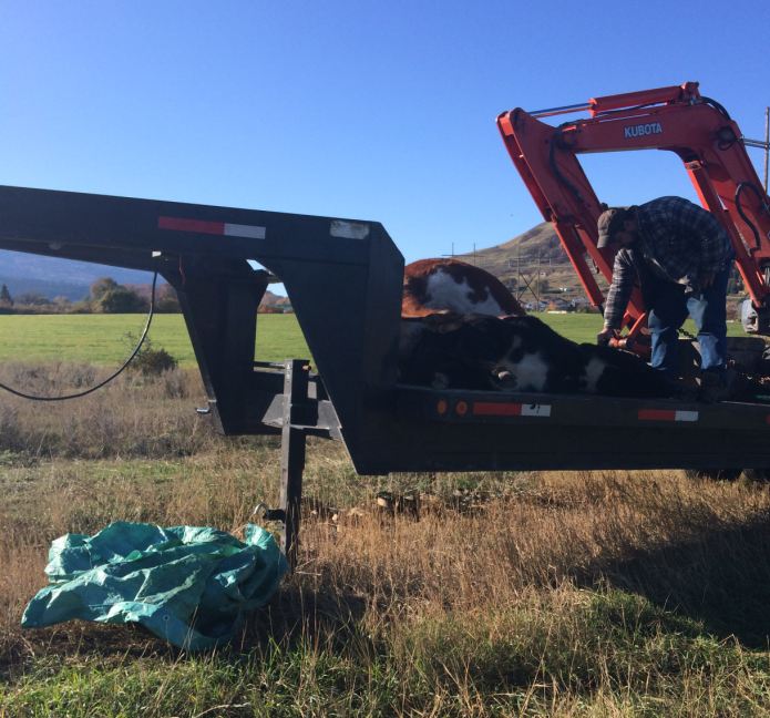 Cattle poachers strike again in the north Okanagan | Globalnews.ca