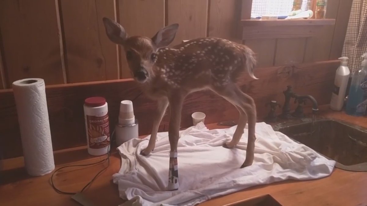 WATCH: Abandoned baby doe won’t leave side of man who rescued her ...