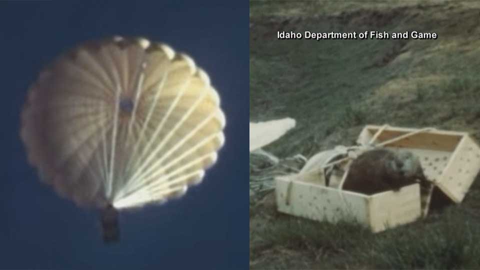 Long-lost documentary shows beavers strapped with parachutes to solve ...