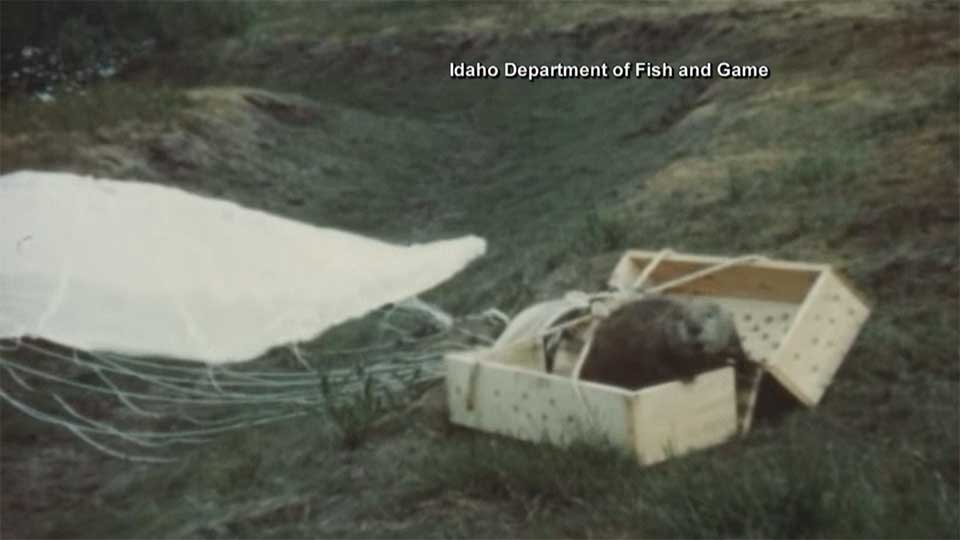 Long-lost documentary shows beavers strapped with parachutes to solve ...
