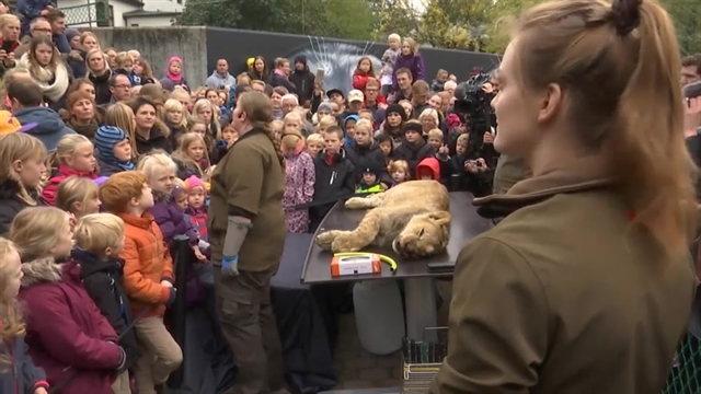 Zoo in Denmark publicly dissects lion in front of large crowd ...