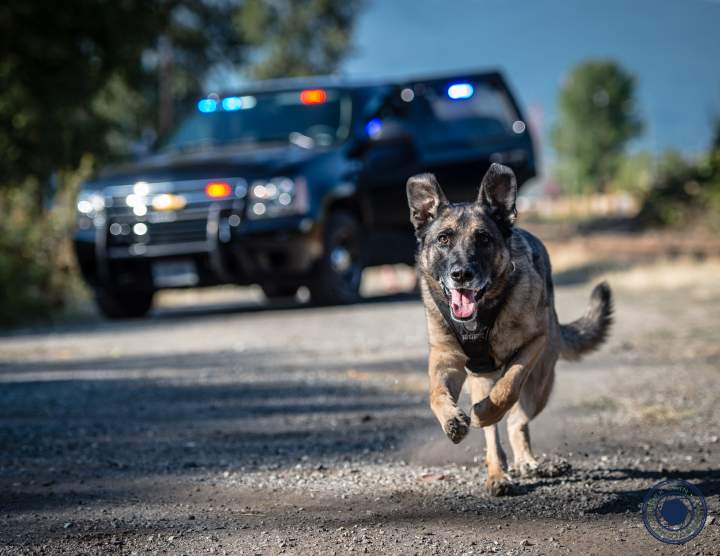 VPD dog calendars working in the field go on sale today - BC ...