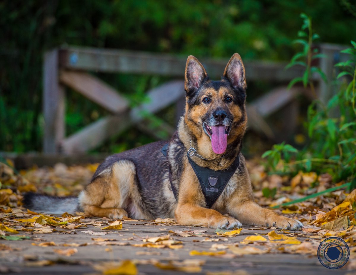 VPD dog calendars working in the field go on sale today - BC ...