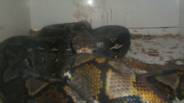 ‘The snake is wrapped around his neck’: Kentucky pet store owner ...