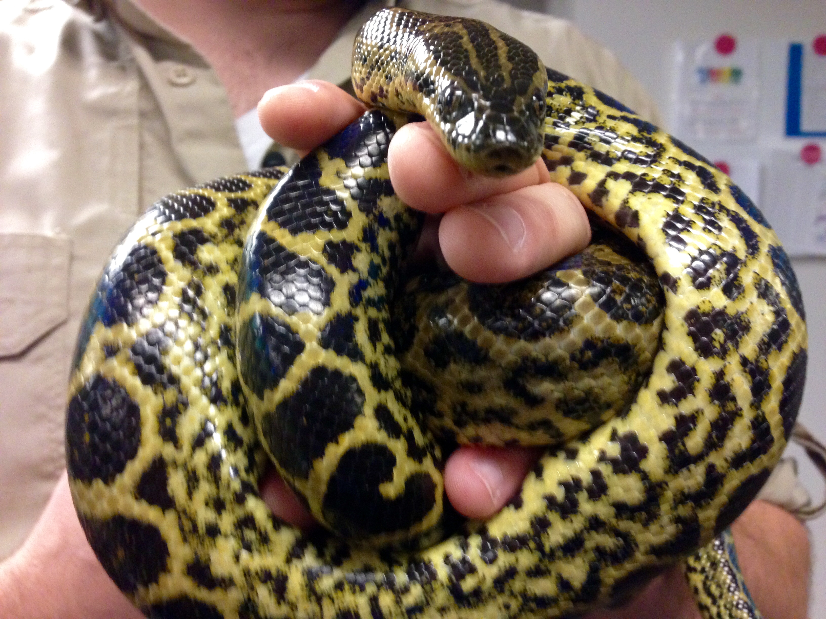 Assiniboine Park Zoo’s Halloween Spooktacular kicks off in Winnipeg ...