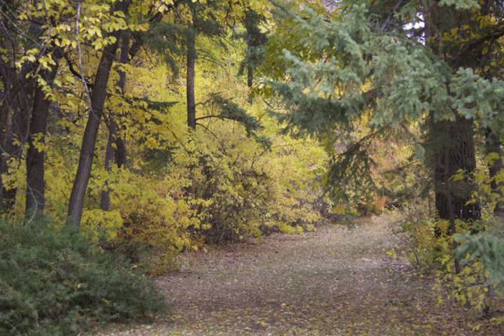 NDP plan to bring back Indian Head tree nursery if elected - Regina ...