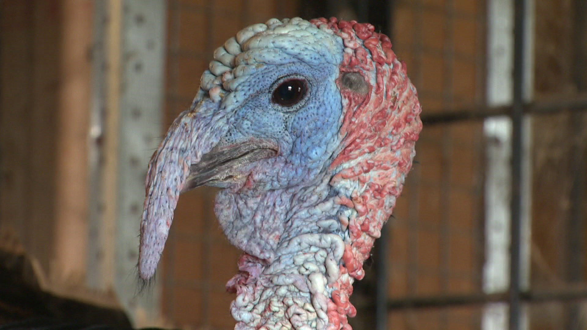Moncton’s runaway turkey ‘Herbie’ finds a permanent home | Globalnews.ca