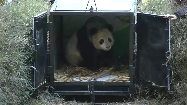 WATCH: Giant panda bred in captivity released back into the wild ...