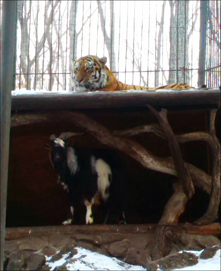 Goat given to Siberian tiger as a meal now bullies the big cat around ...