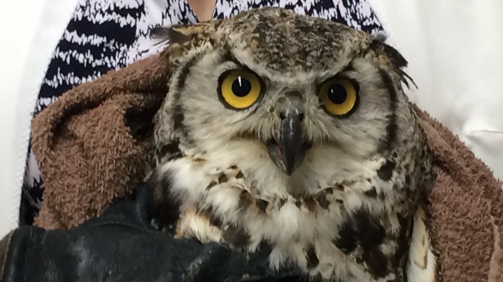 Badly burned owl receiving treatment in Saskatoon | Globalnews.ca