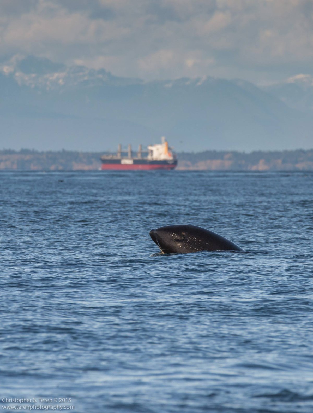 PHOTOS: Transient orcas seen frolicking off Saturna Island | Globalnews.ca