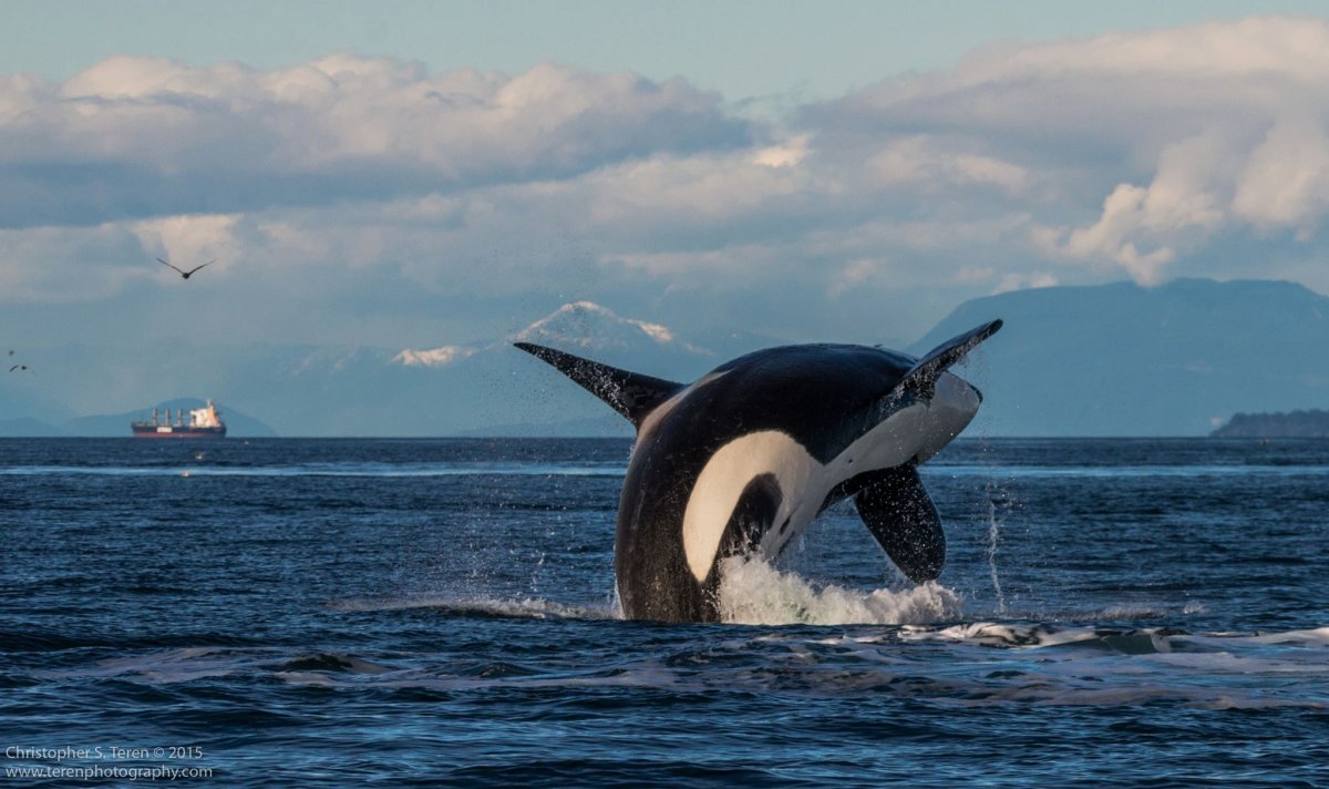 PHOTOS: Transient orcas seen frolicking off Saturna Island | Globalnews.ca