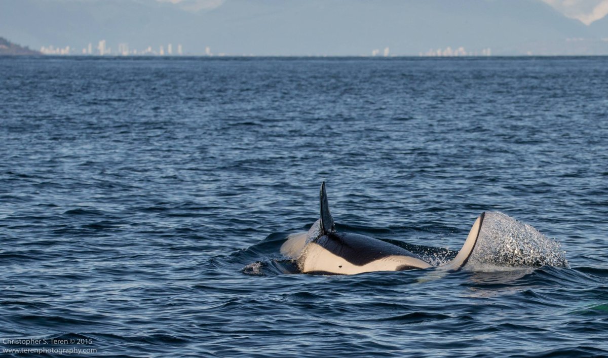PHOTOS: Transient orcas seen frolicking off Saturna Island | Globalnews.ca