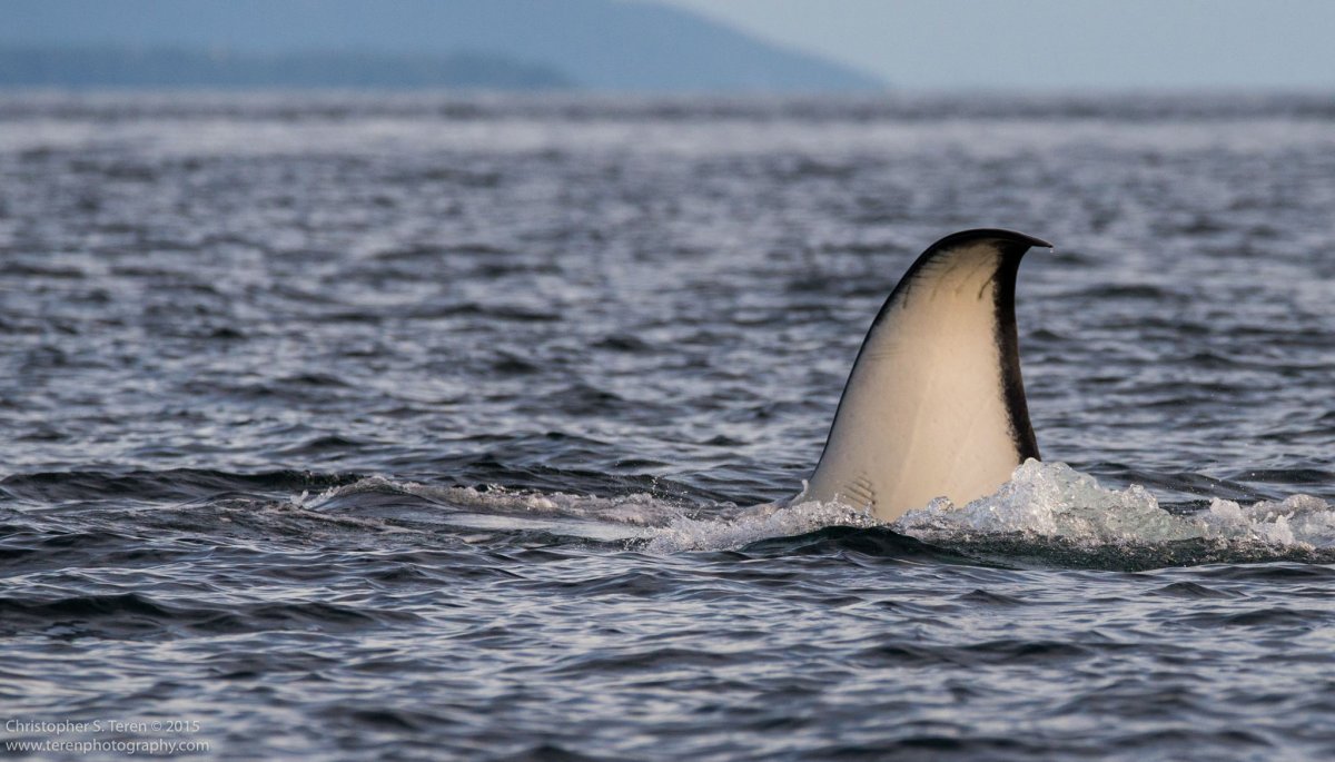 PHOTOS: Transient orcas seen frolicking off Saturna Island | Globalnews.ca
