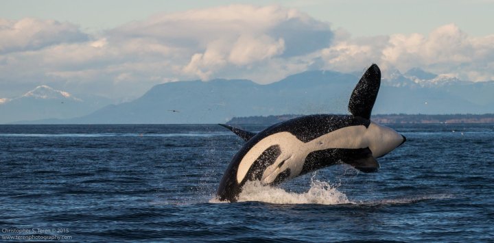 PHOTOS: Transient orcas seen frolicking off Saturna Island | Globalnews.ca