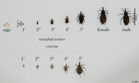Canadian travellers beware: Deadly ‘kissing bug’ now in 28 U.S. states ...