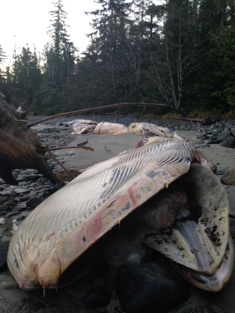 Questions raised after carcasses of 3 dead fin whales found near Bella ...
