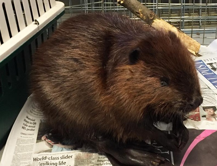 ‘Most Canadian thing’: Ontario woman drives 400 km to help sick beaver ...