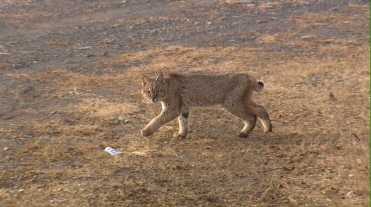 Seeing a bobcat is rare, getting glamour shots is an even bigger treat ...