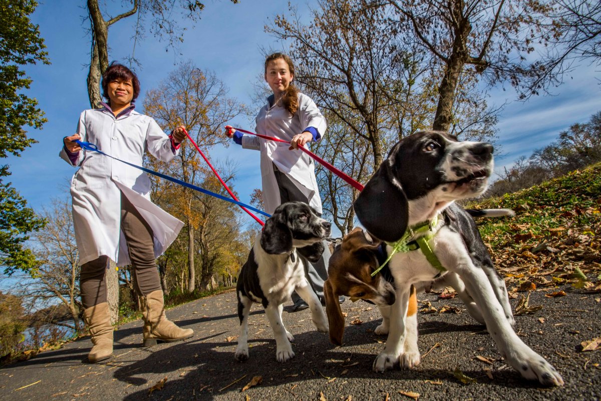 IVF goes to the dogs: technology-conceived litter a ‘medical ...
