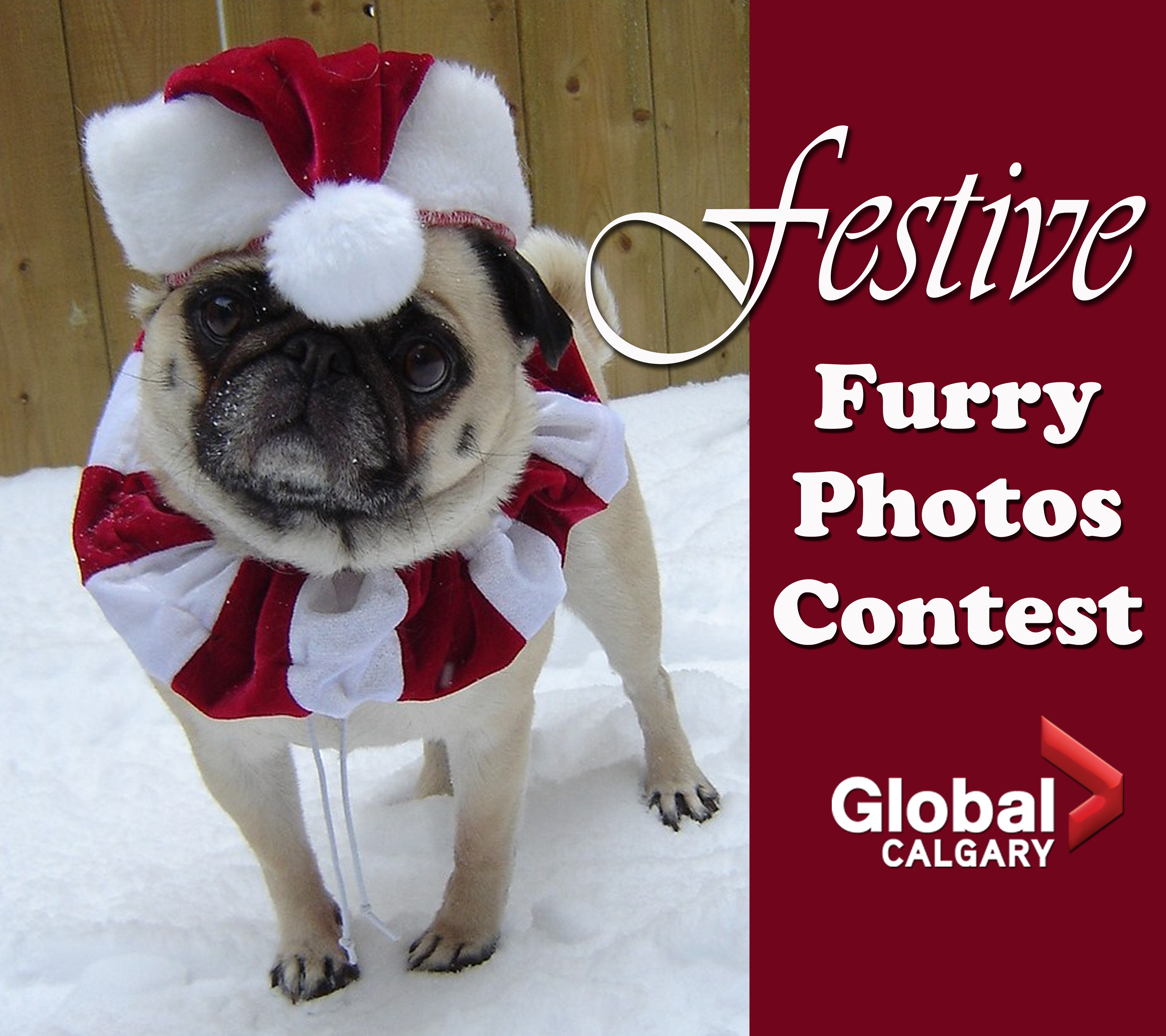 Global Calgary’s “Festive Furry Photos” Contest - GlobalNews Contests ...