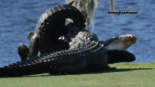 Caught on Camera: Two alligators fight on Florida golf course ...