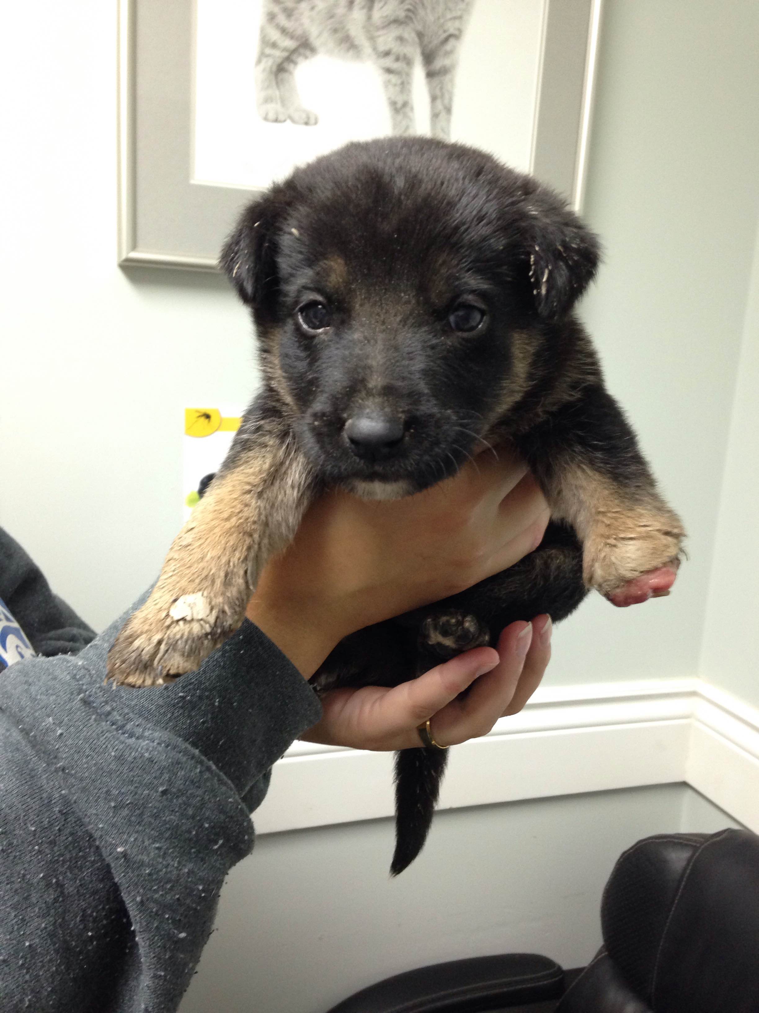 Manitoba pet rescue group raising cash for 3-pawed puppy - Winnipeg ...