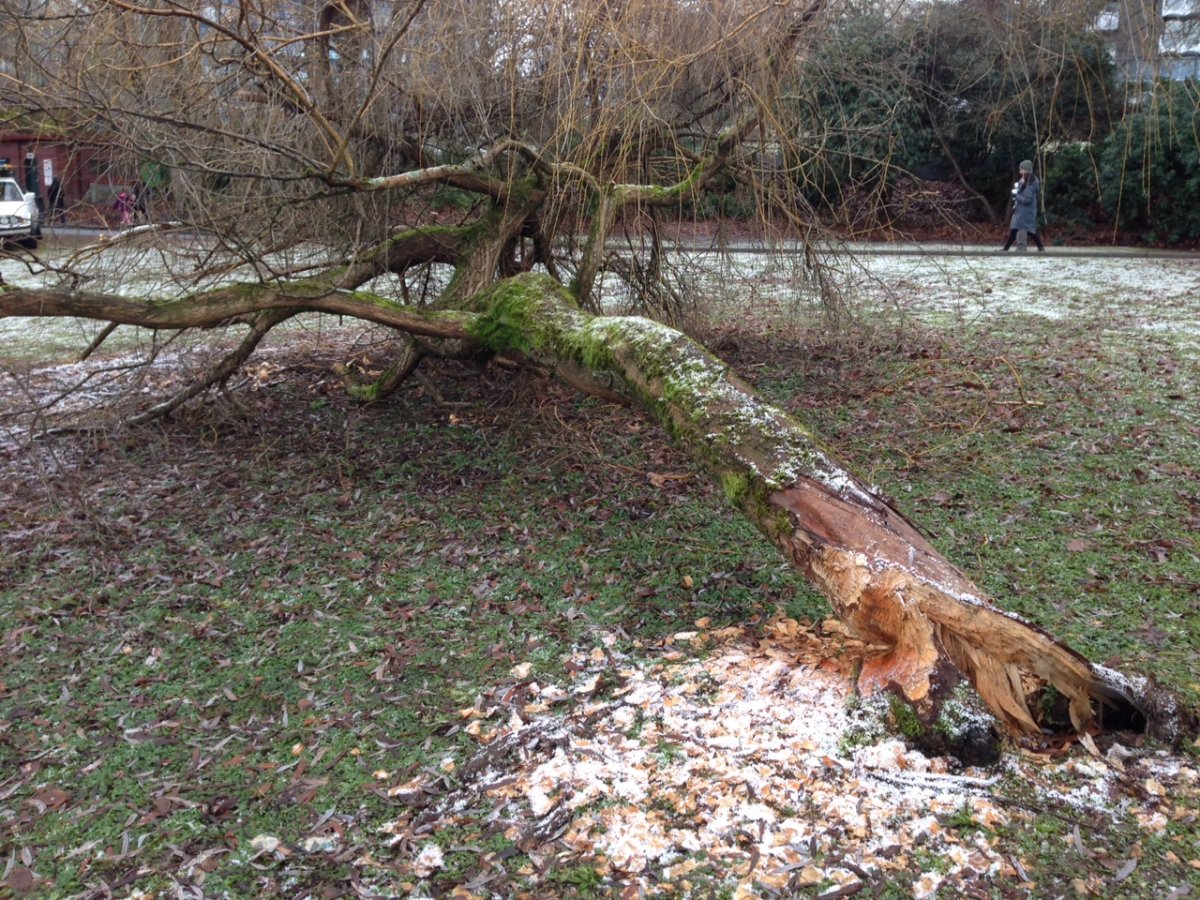 Leave it to beavers: Toothy rodents fell dozens of trees in Vancouver ...