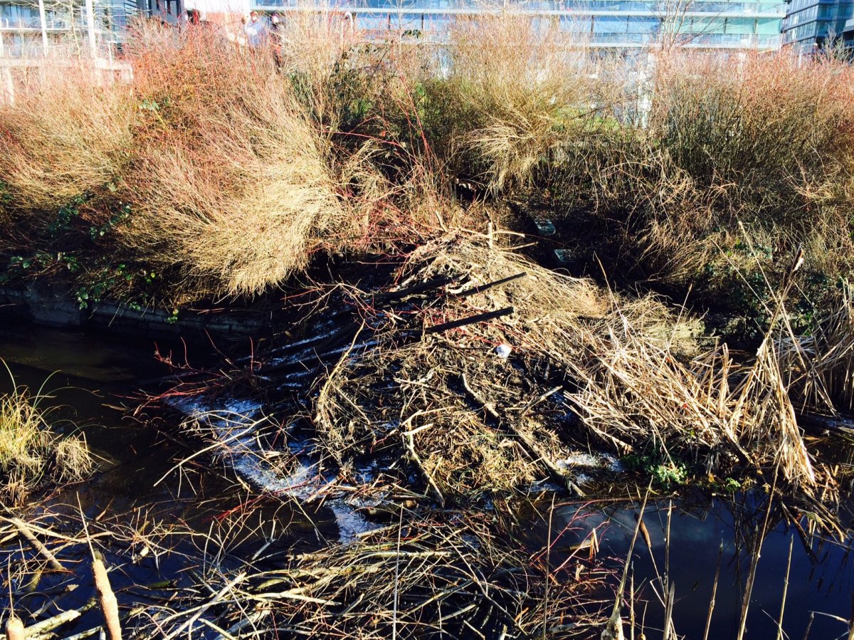 Leave it to beavers: Toothy rodents fell dozens of trees in Vancouver ...