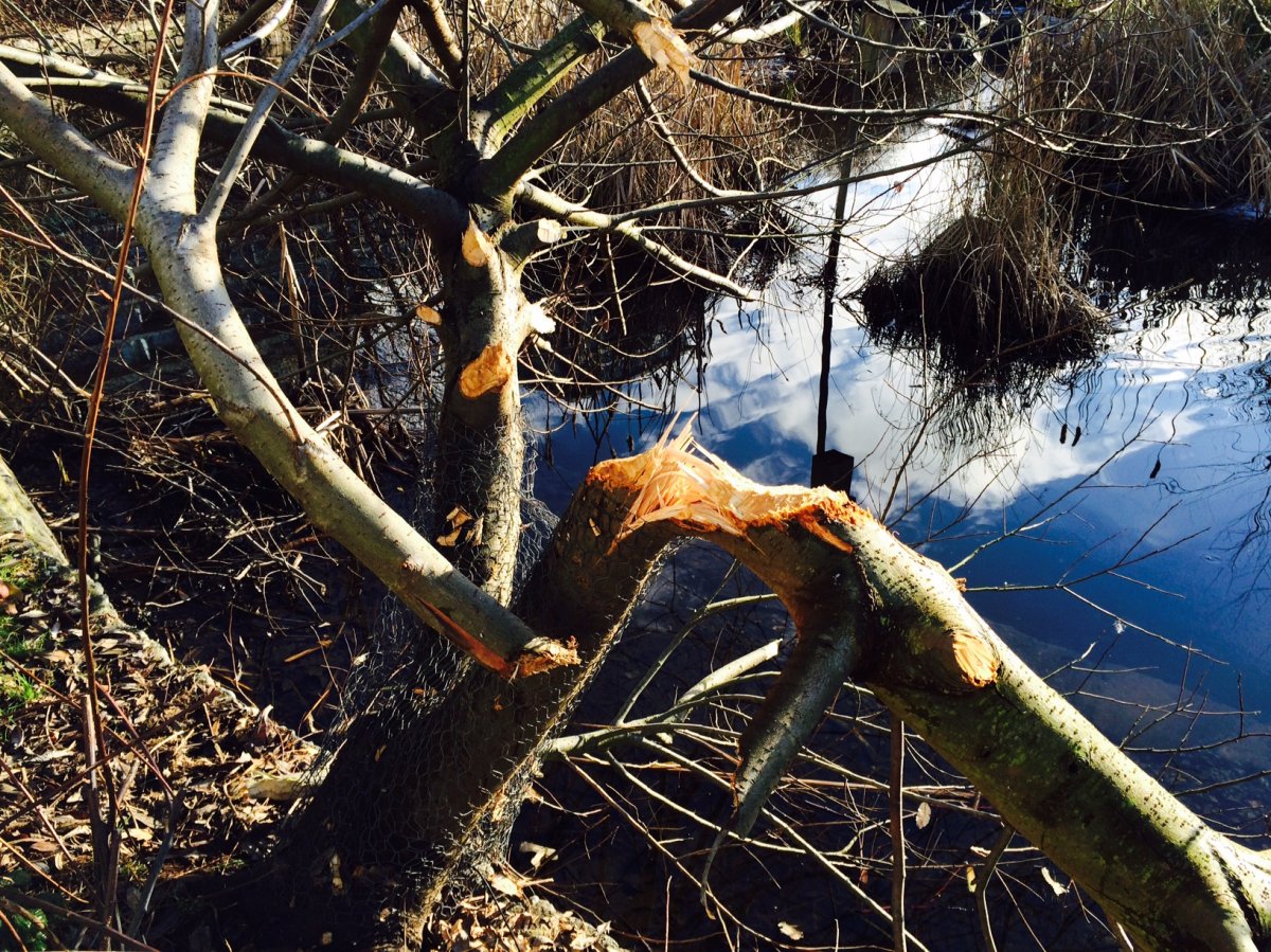 Leave it to beavers: Toothy rodents fell dozens of trees in Vancouver ...