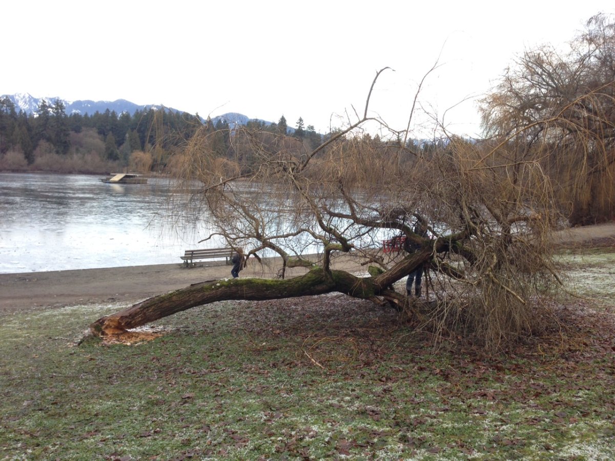 Leave it to beavers: Toothy rodents fell dozens of trees in Vancouver ...