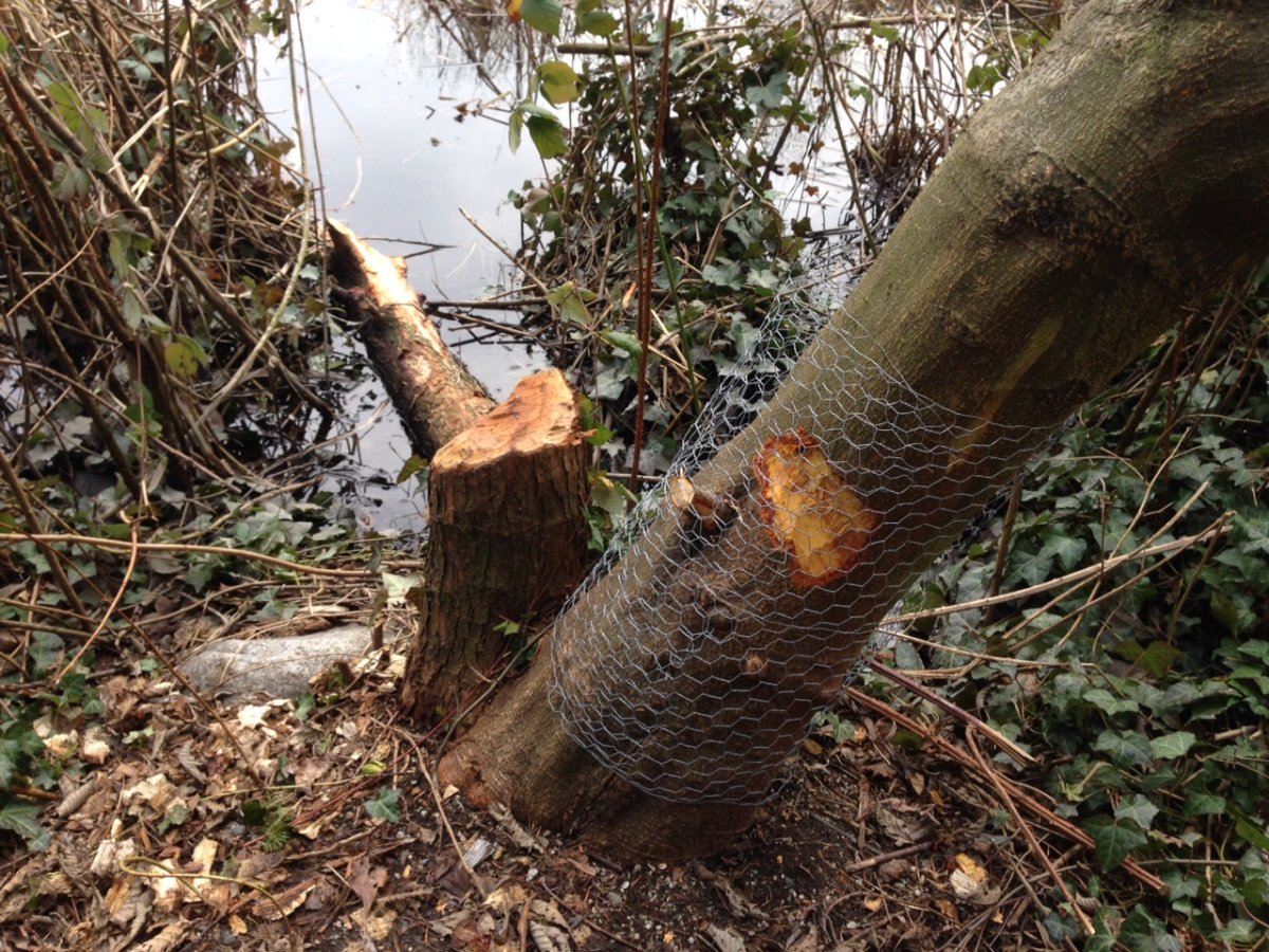 Leave it to beavers: Toothy rodents fell dozens of trees in Vancouver ...
