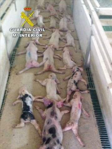Police investigating after 72 piglets allegedly killed by farm employee ...